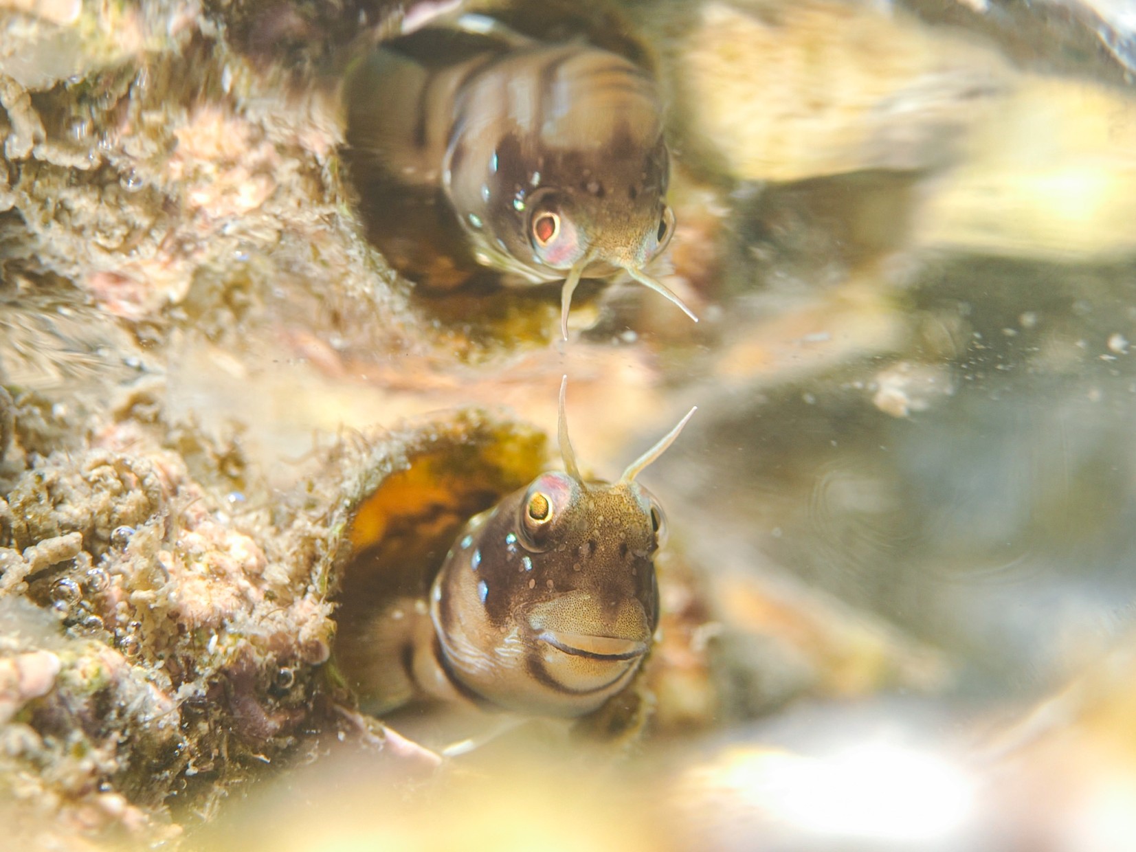 水深30cmといえどナメることなかれ😎 | ARK Diving Shop 串本店