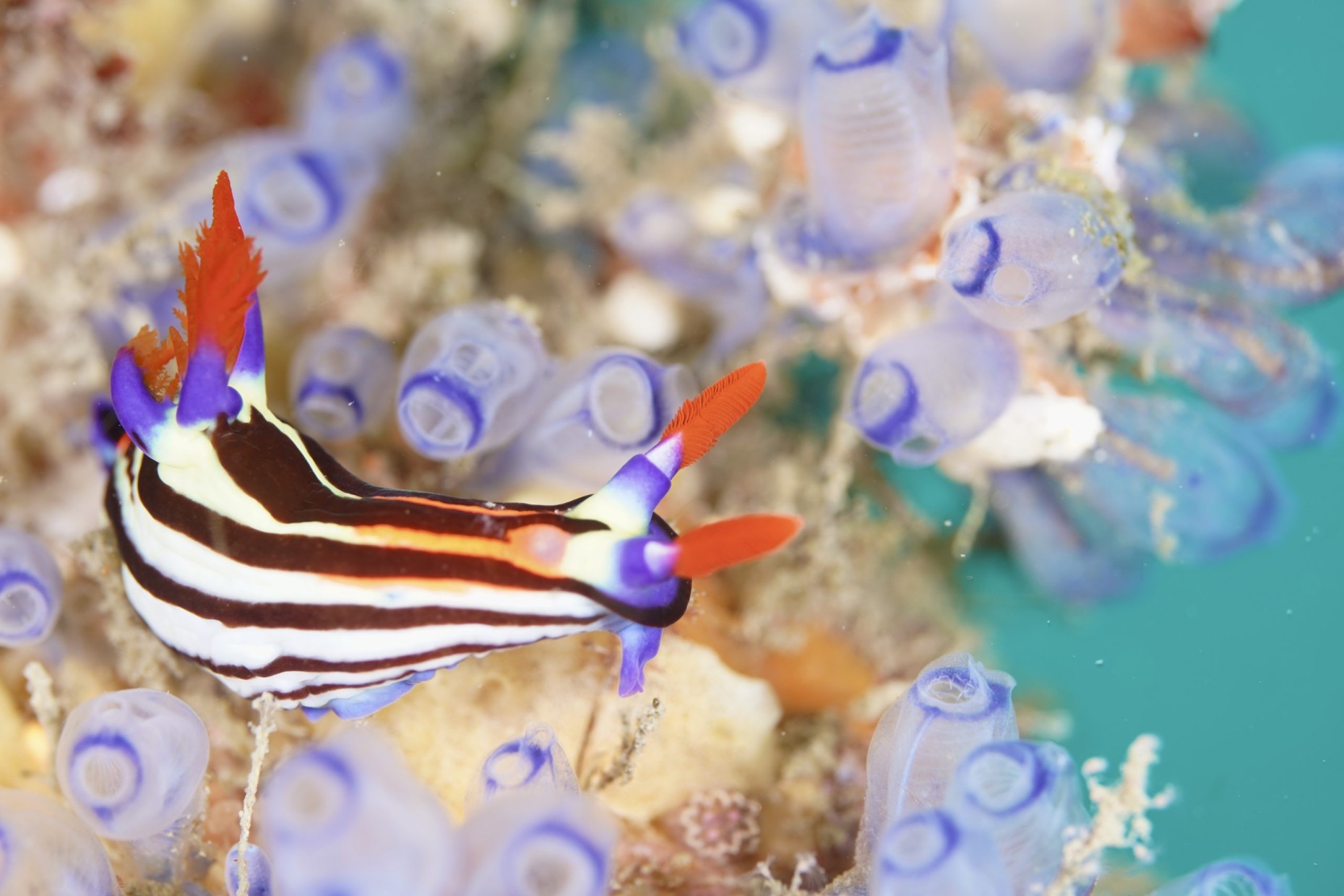 年間スケジュール パート① | ARK Diving Shop 串本店