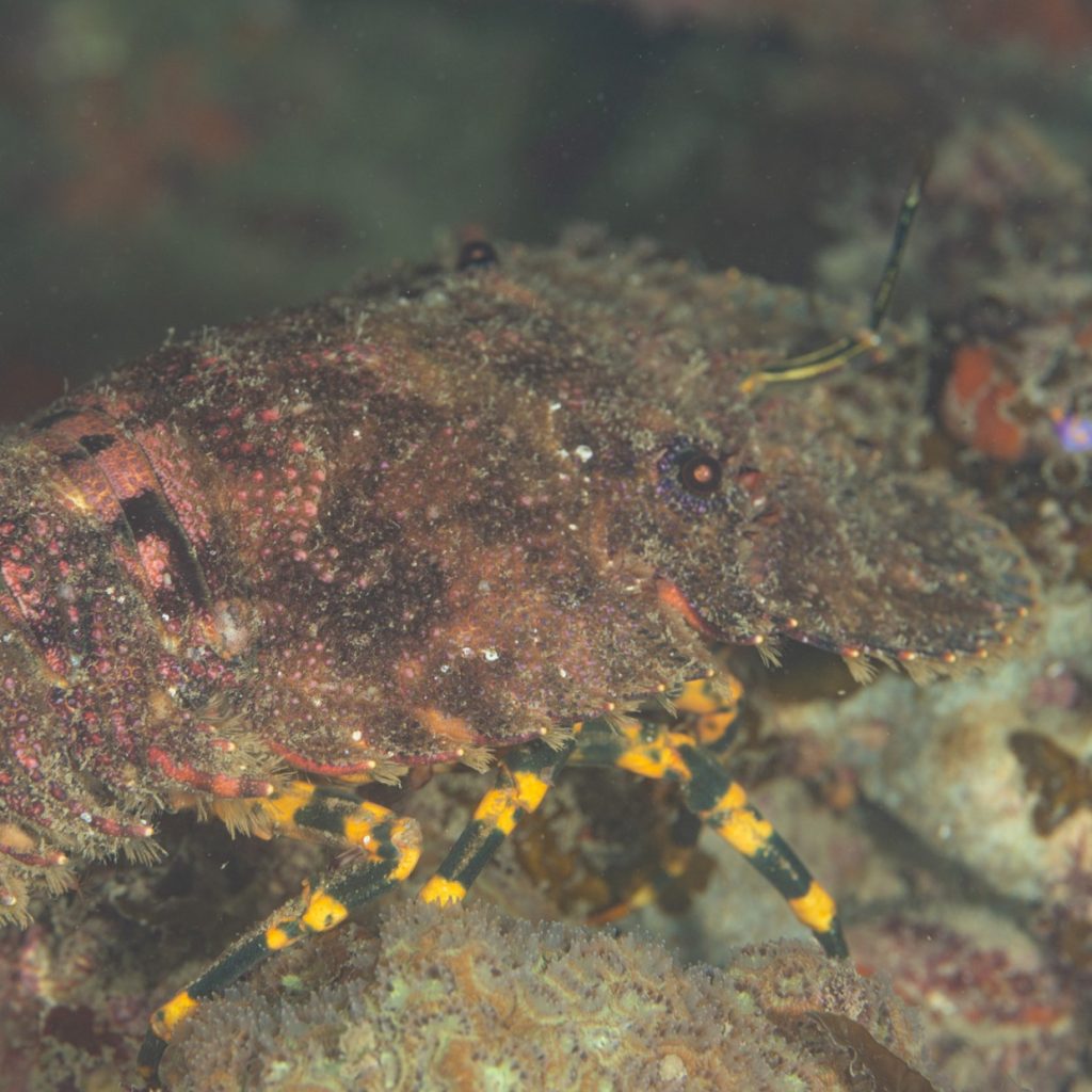 夜な夜な潜る🌠 | ARK Diving Shop 串本店