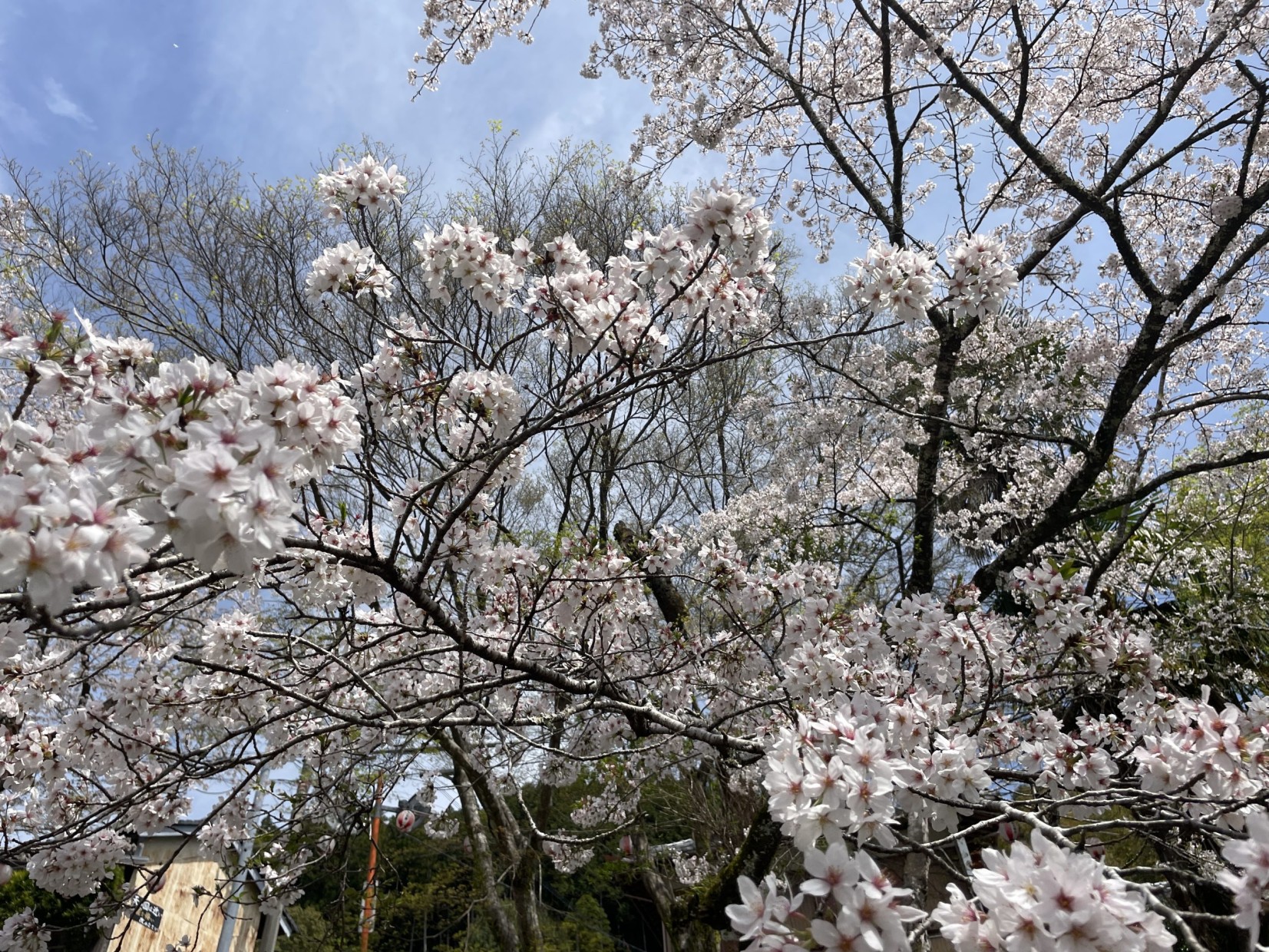 春といえば…とご報告 | ARK Diving Shop 串本店