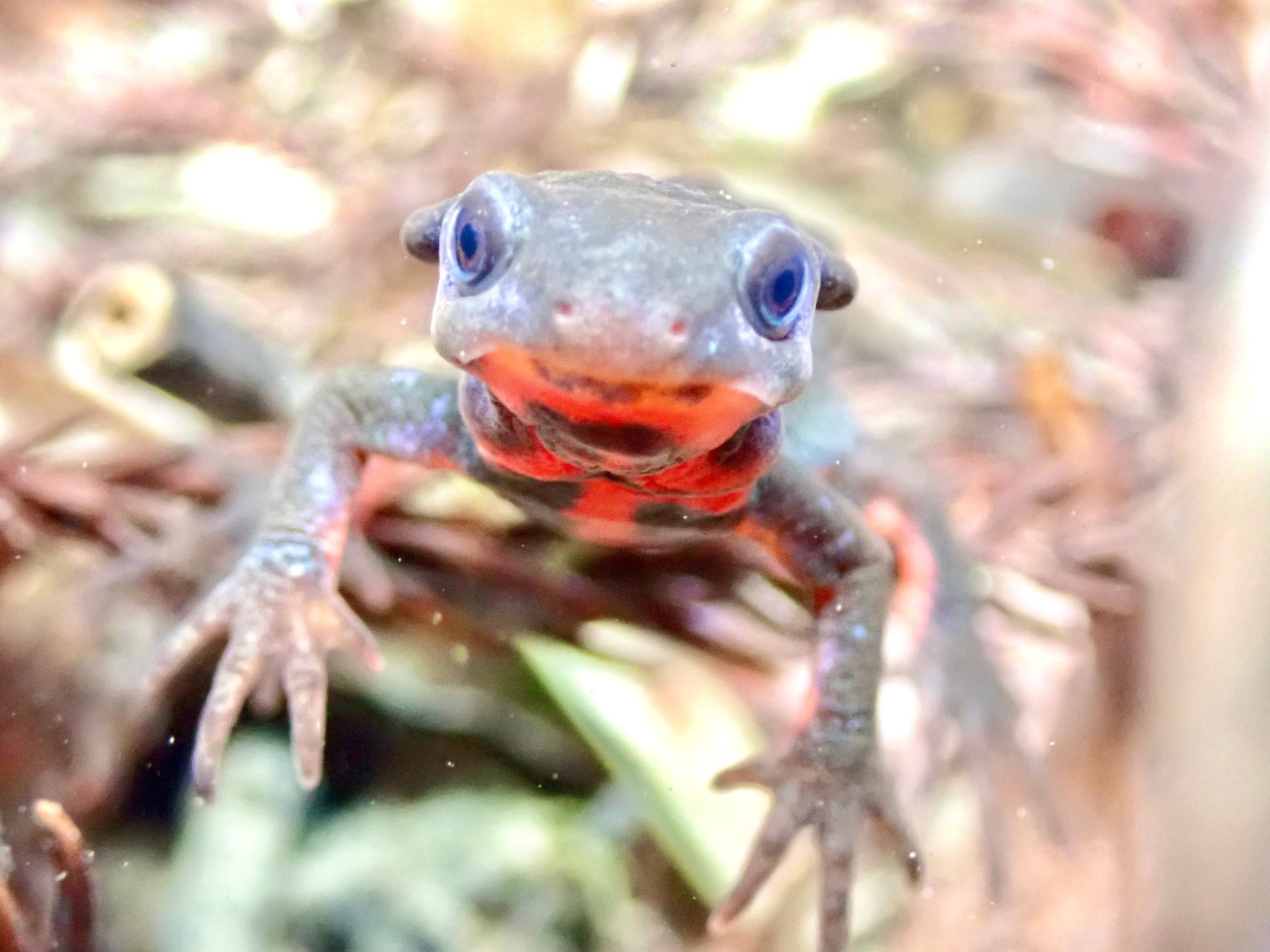 今週のリバー最強説 | ARK Diving Shop 串本店