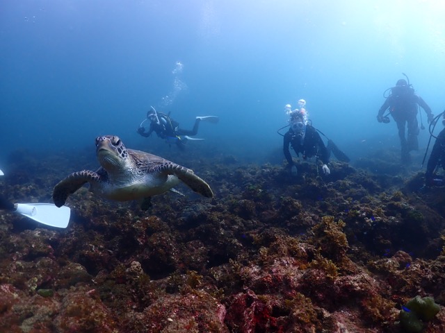 串本の海へいらっしゃい🌟 | ARK Diving Shop 串本店