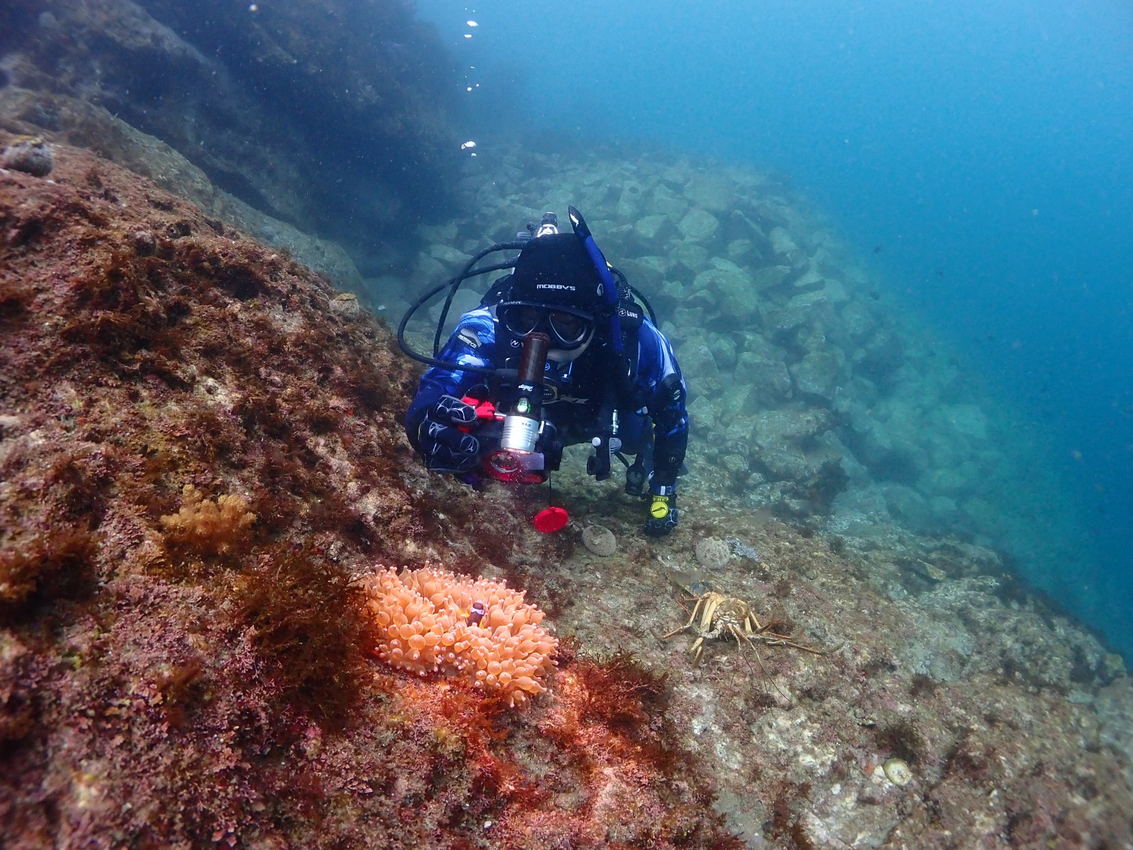 潜り納めしてきました！ | ARK Diving Shop 串本店