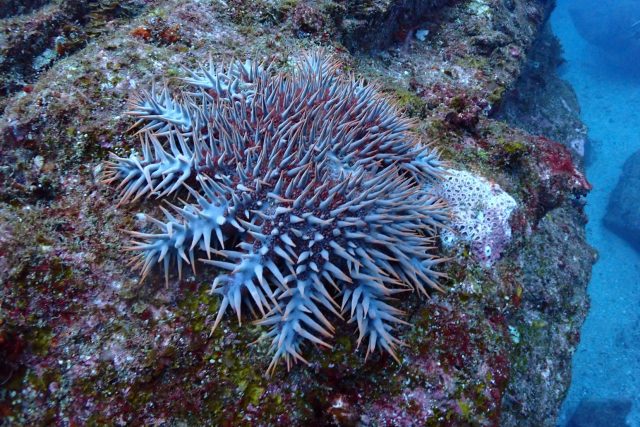 みんなで串本の海を守ろう🤗 | ARK Diving Shop 串本店