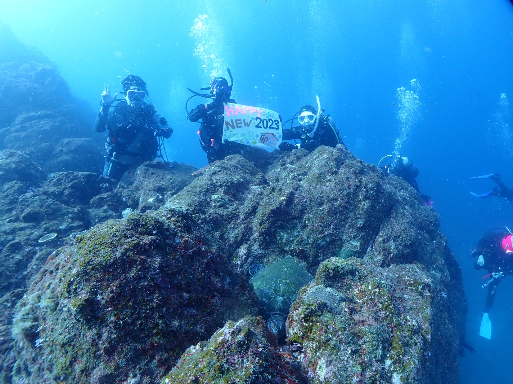 ウミガメと🎵 | ARK Diving Shop 串本店