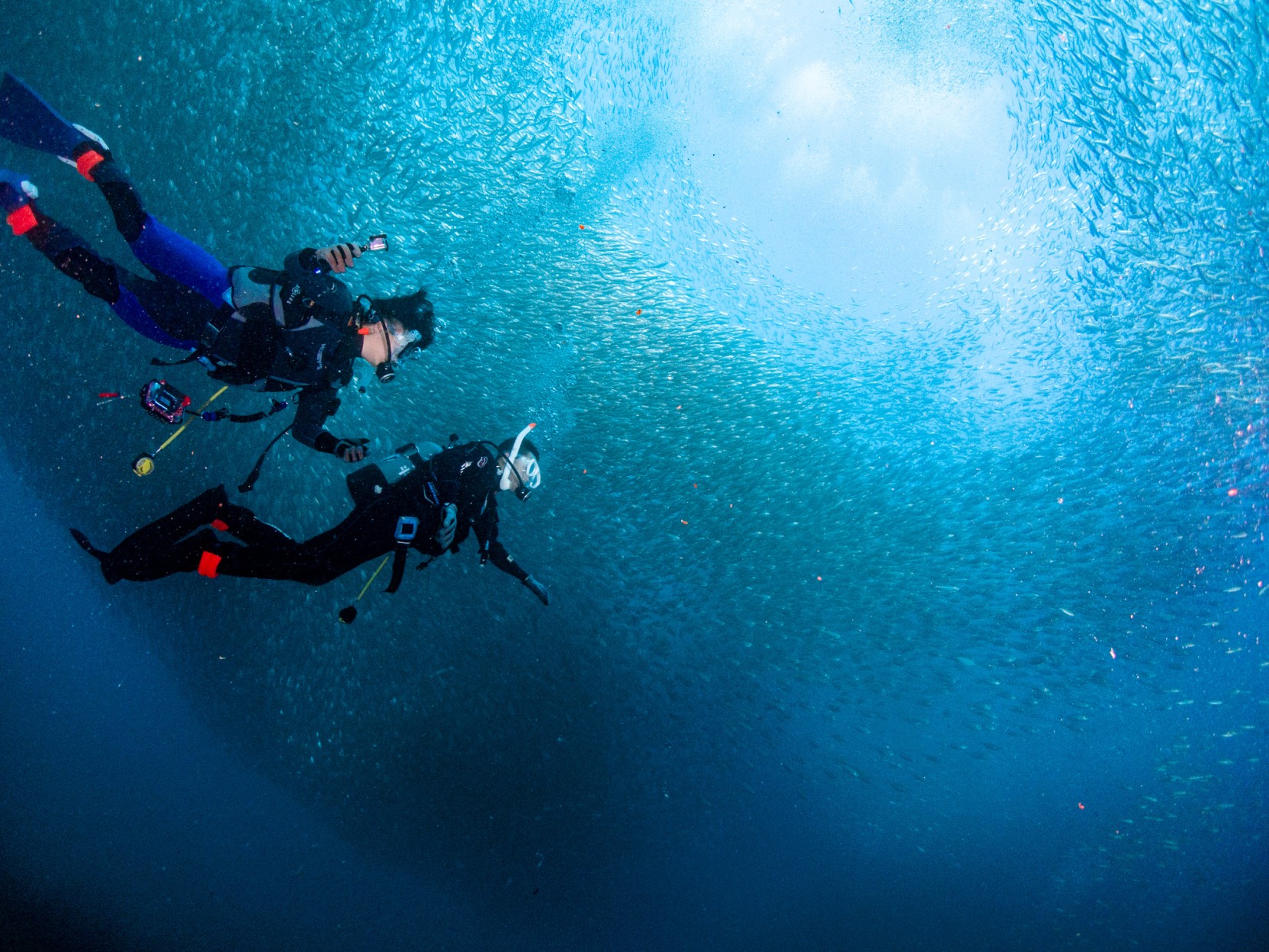 Sue Weekly🙌 | ARK Diving Shop 串本店