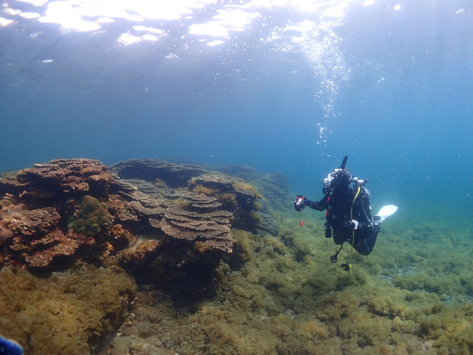 ビーチでまったりカメラdive！！ | ARK Diving Shop 串本店