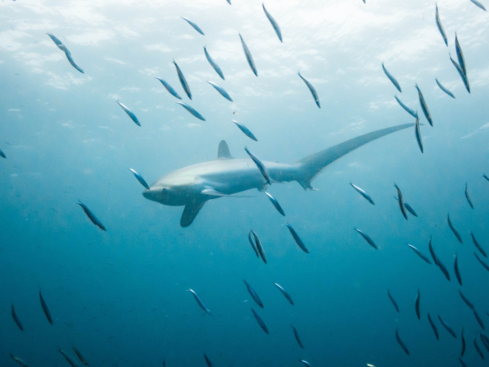 ニタリザメに会いました！ | ARK Diving Shop 串本店