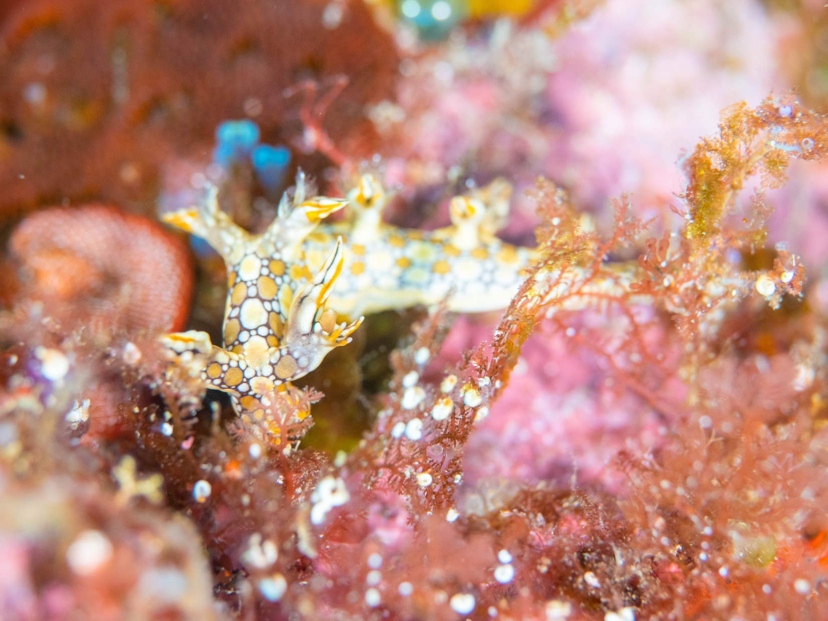 サメのヒレ調査Dive👀 | ARK Diving Shop 串本店