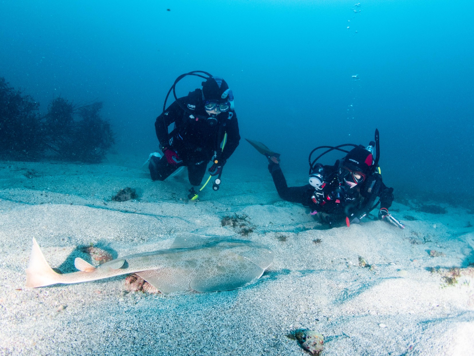 思いがけない出会い | ARK Diving Shop 串本店