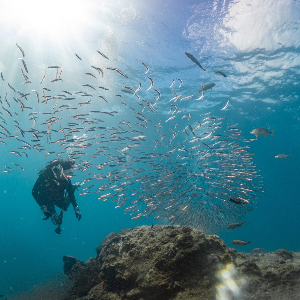 キビナゴ協奏曲!!! | ARK Diving Shop 串本店