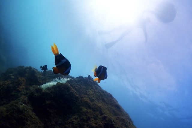 200本ってすごいことでっせ！ | ARK Diving Shop 串本店