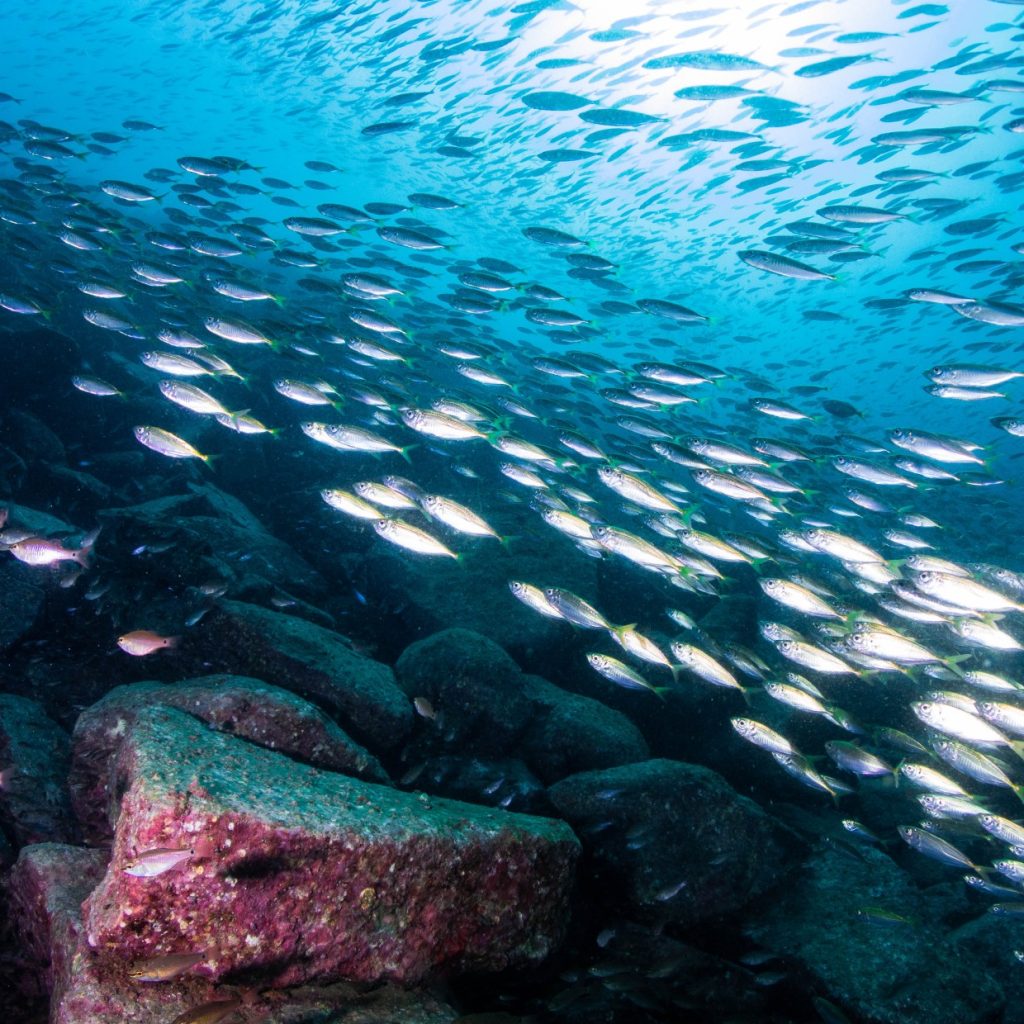 今年もあと1日！😮 | ARK Diving Shop 串本店